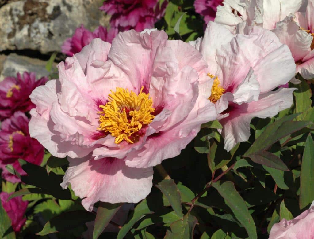 Sir PETER SMITHERS - Pivoines Rivière