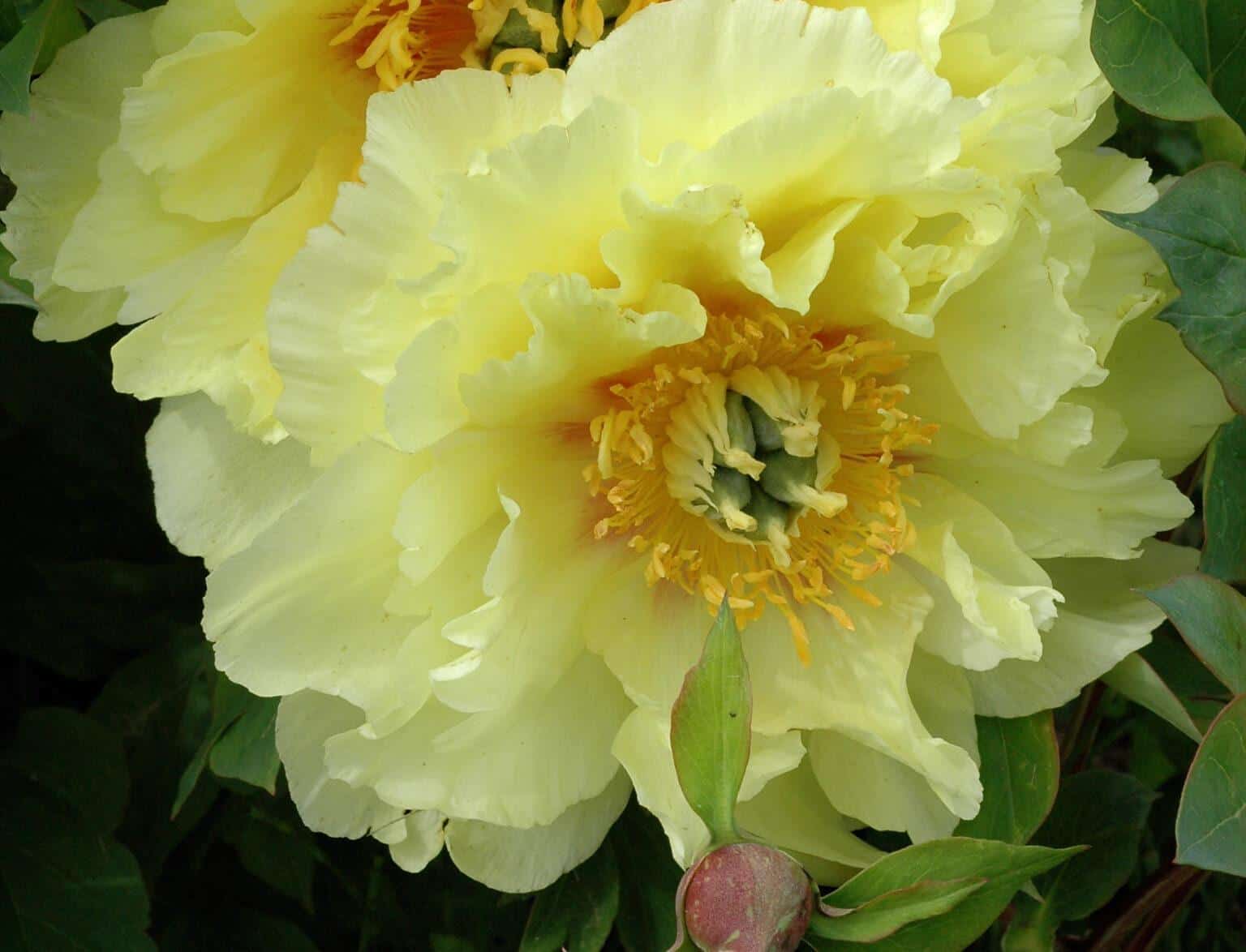 YELLOW EMPEROR - Pivoines Rivière