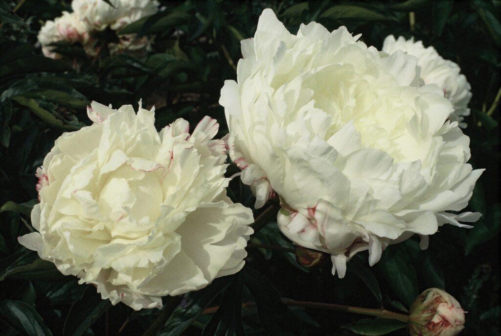 Alice HARDING - Pivoines Rivière