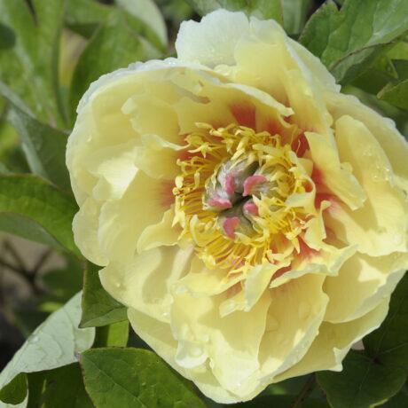 PRAIRIE CHARM - Pivoines Rivière