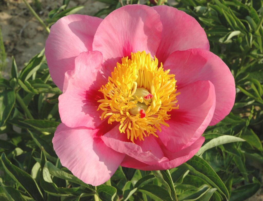 Frank KEITH - Pivoines Rivière