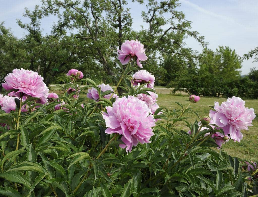 Mme Benoît RIVIERE - Pivoines Rivière