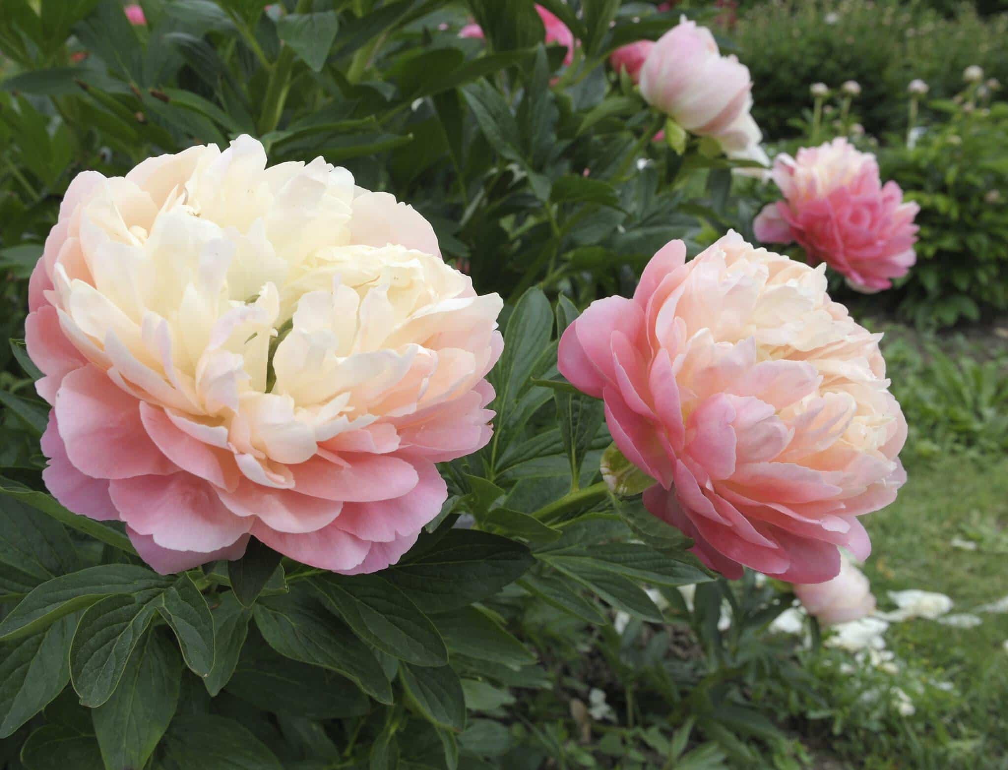 PINK HAWAIIAN CORAL - Pivoines Rivière